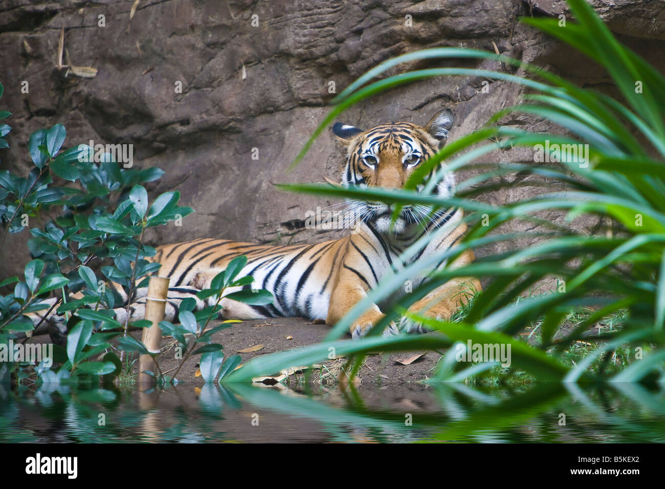 Malayan female tiger lying on rocky ledge Stock Photo - Alamy