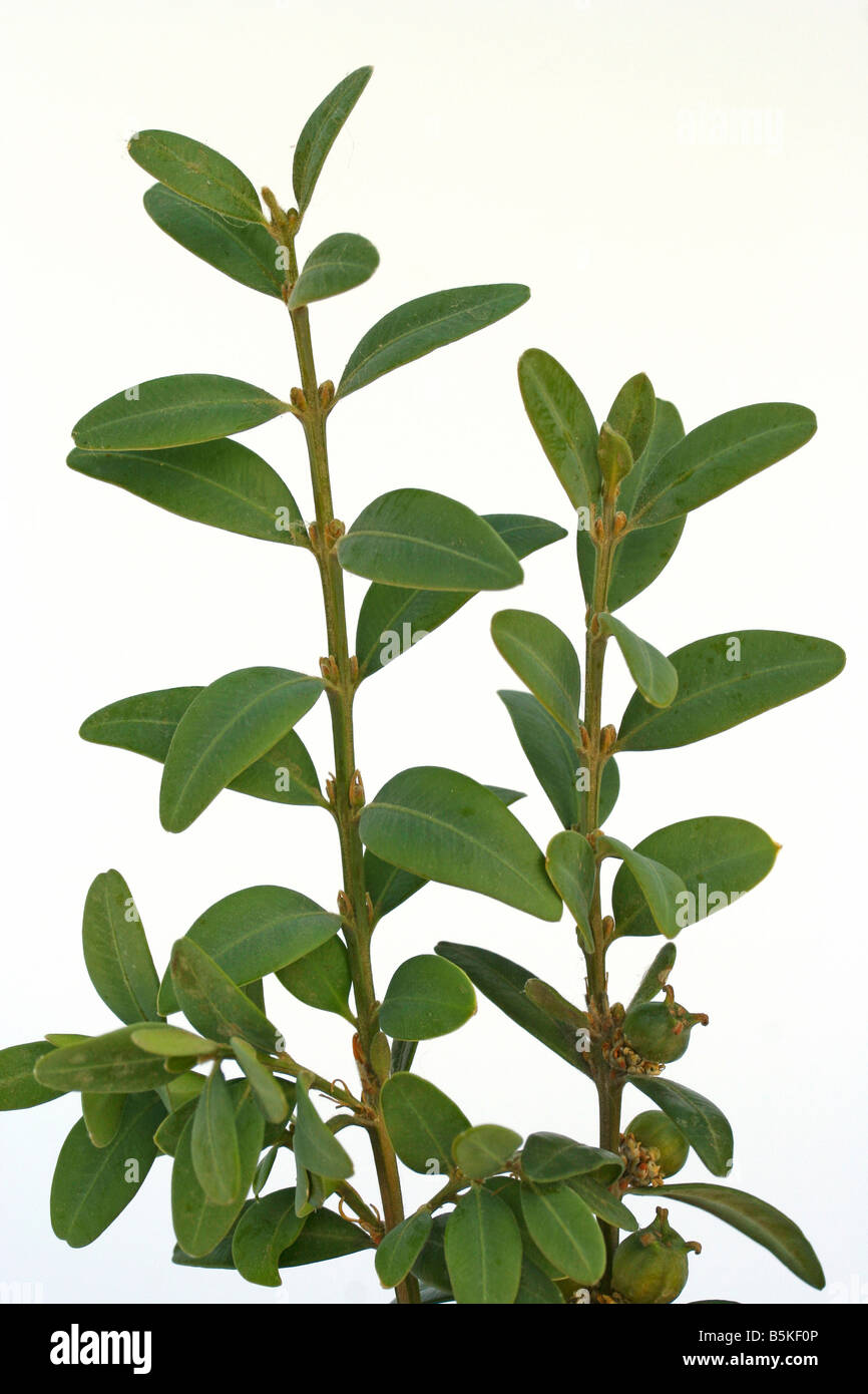 Box Buxus sempervirens Stock Photo - Alamy