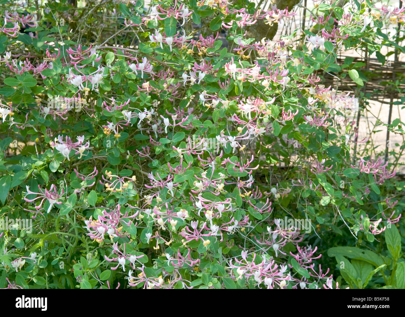Lonicera Honeysuckle Caprifoliaceae Stock Photo - Alamy