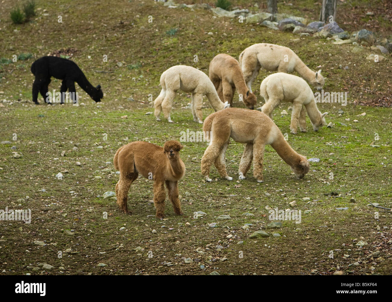 Llama field hi-res stock photography and images - Alamy