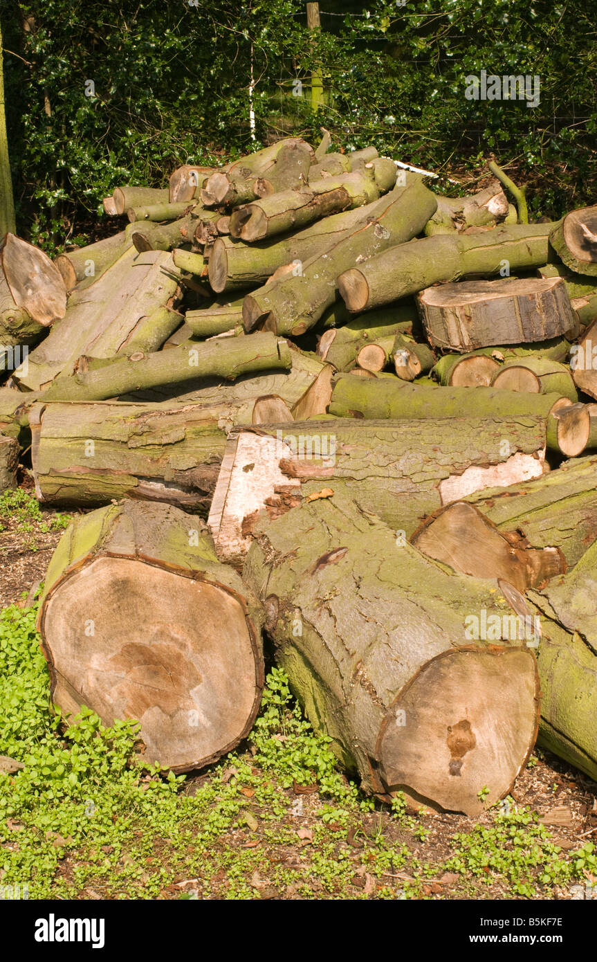 cut logs in forest firewood timber forestry Stock Photo - Alamy