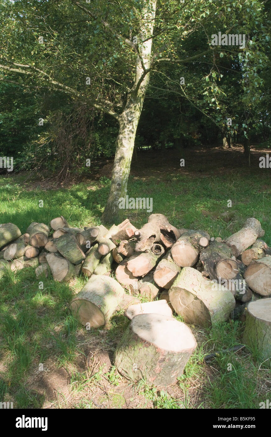cut logs in forest firewood timber forestry Stock Photo - Alamy