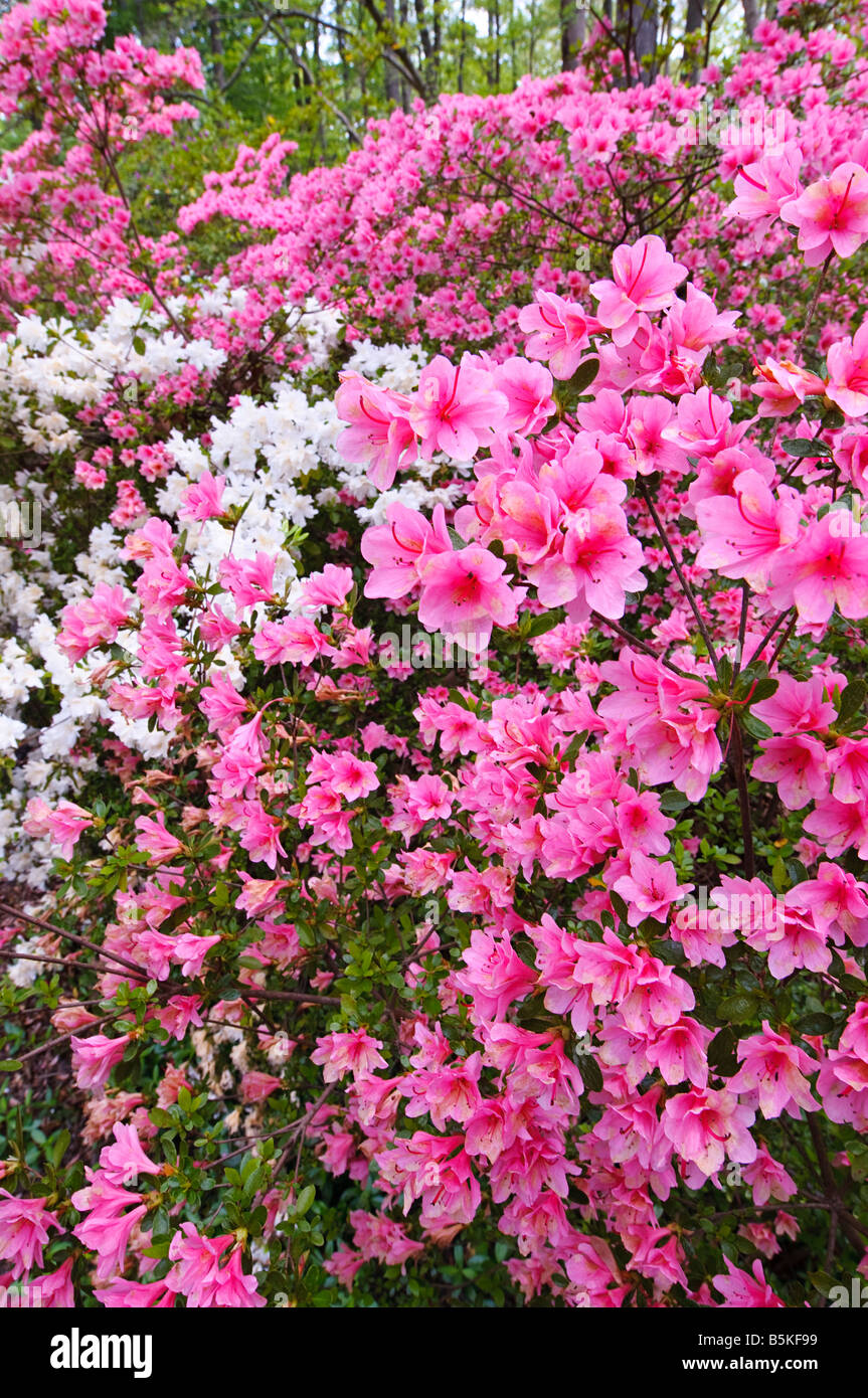 Azaleas Blooms Flowering Shrubs High Resolution Stock Photography and ...