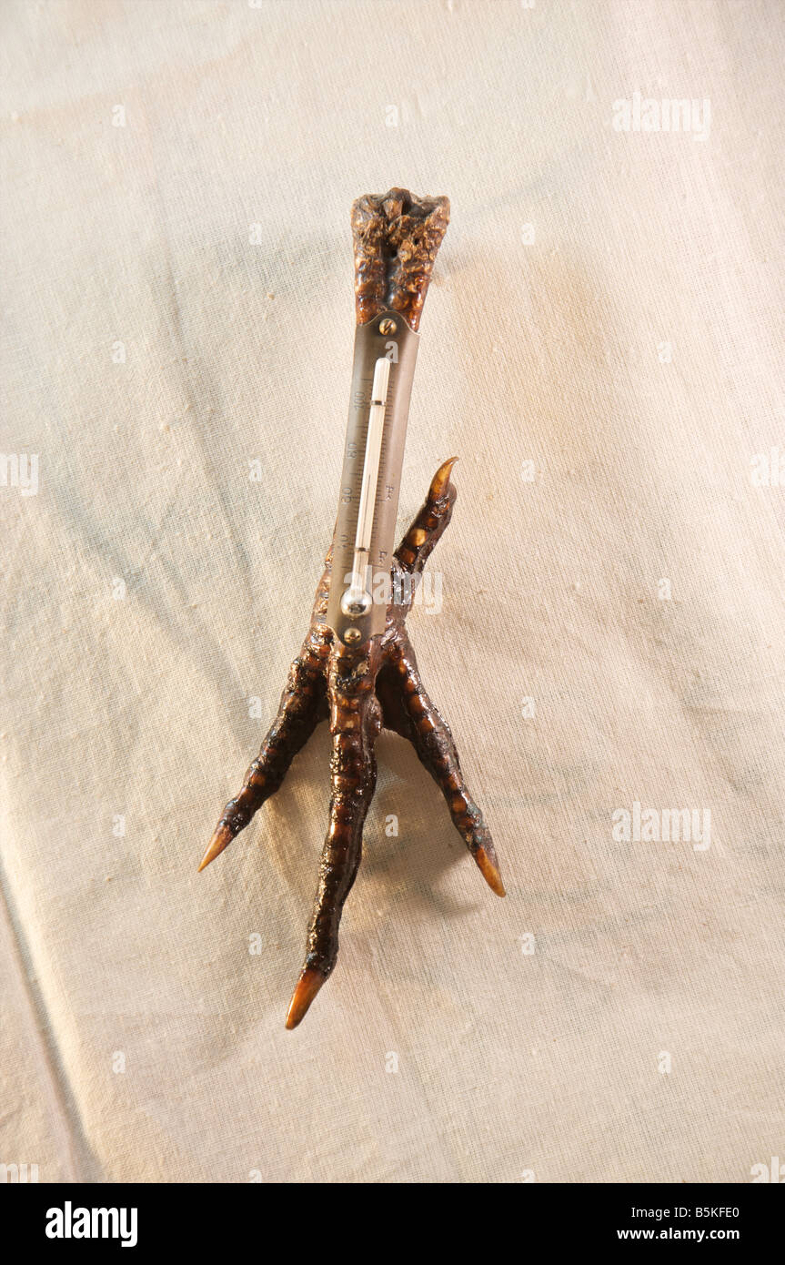 Rooster foot hi-res stock photography and images - Alamy