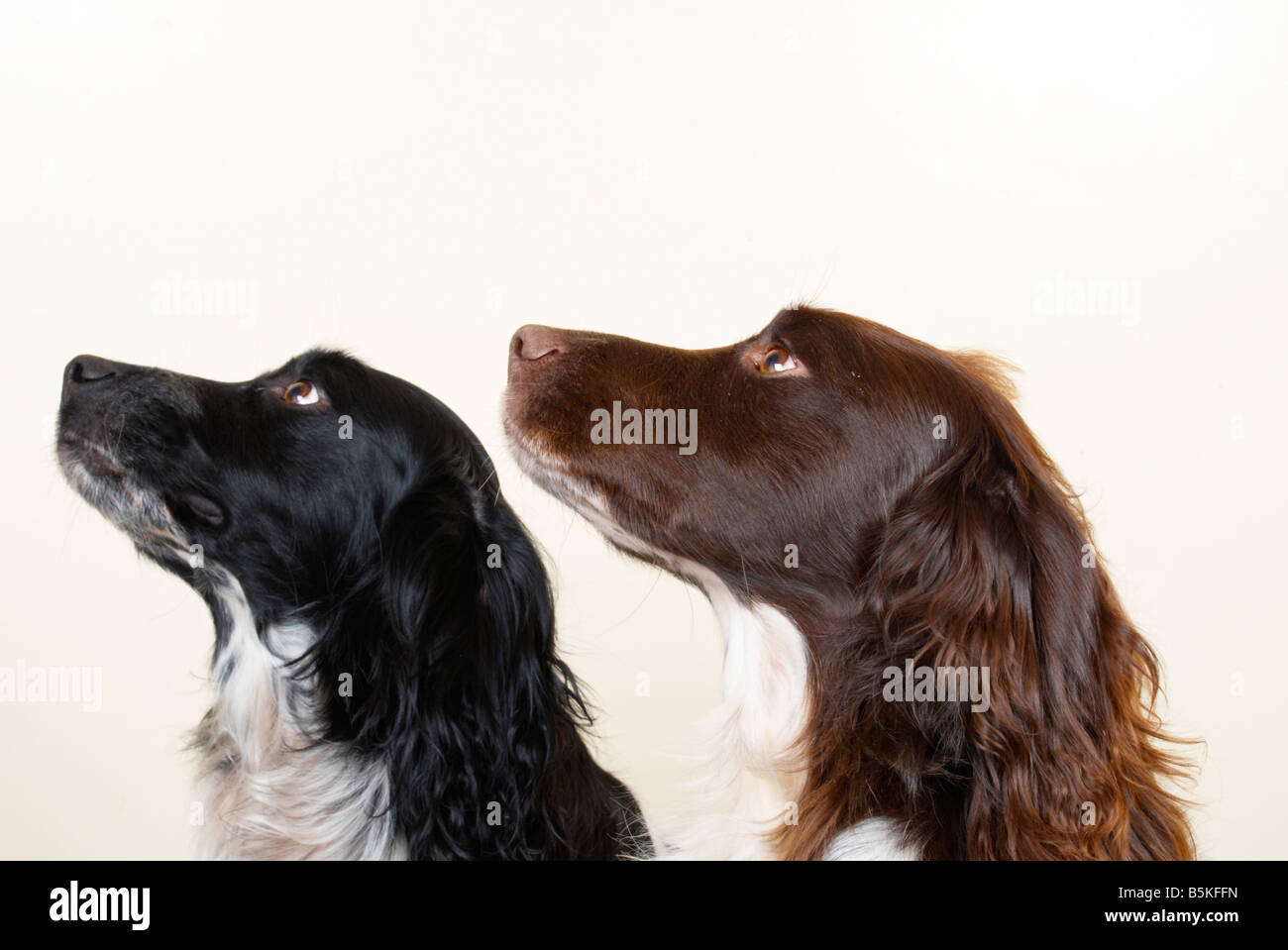 English springer spaniels (working gun dogs Stock Photo - Alamy