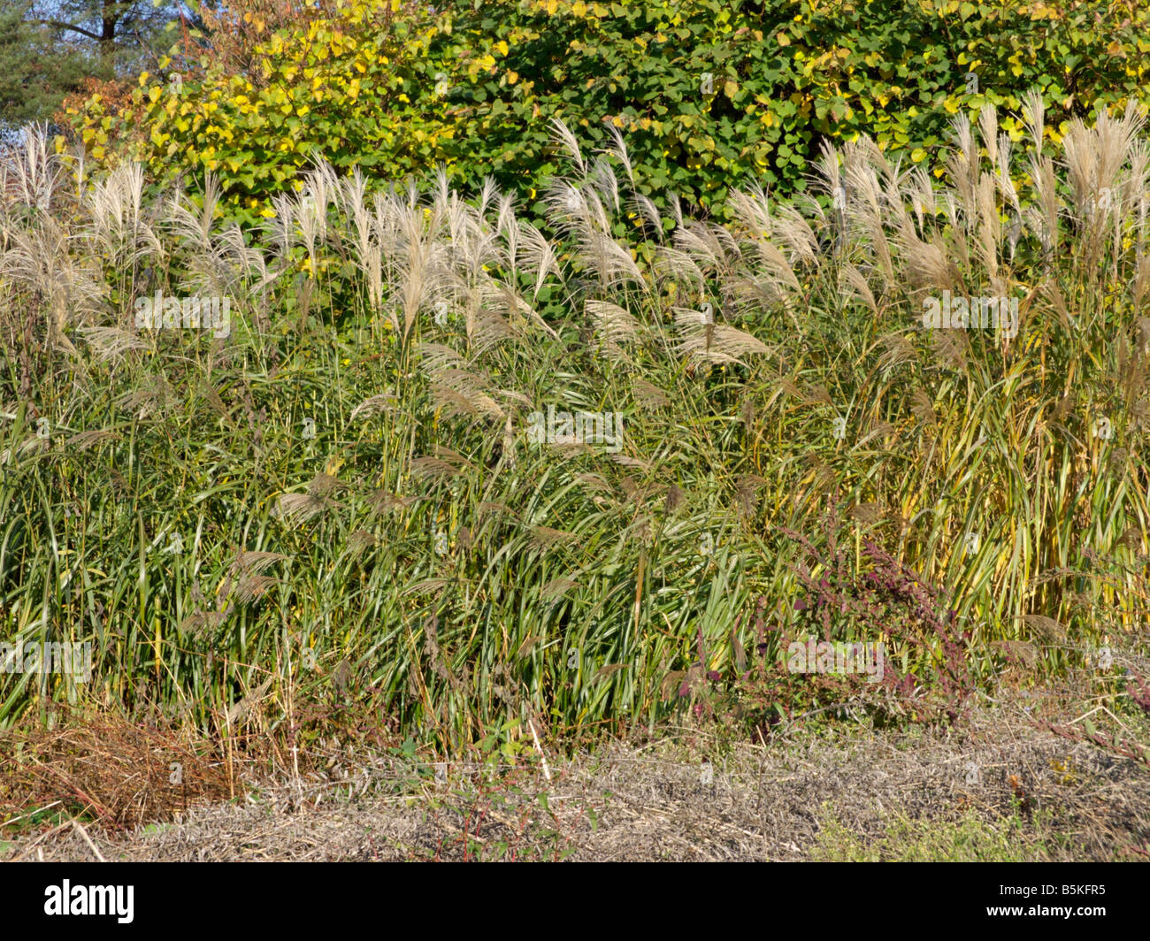 Giant silver grass (Miscanthus x giganteus Stock Photo - Alamy