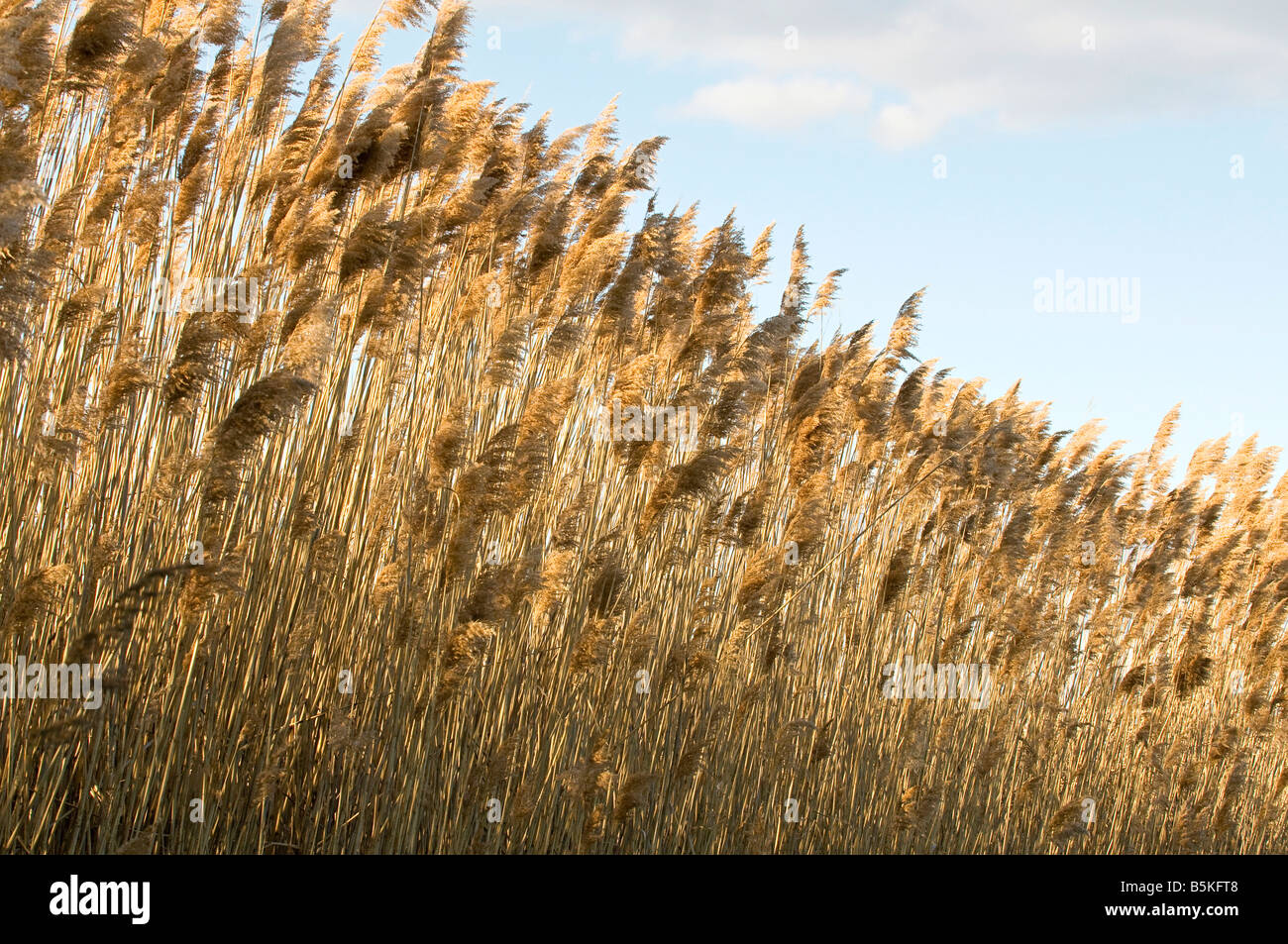 Common reed, phragmites, along the Chesapeake Bay wetlands in Maryland ...