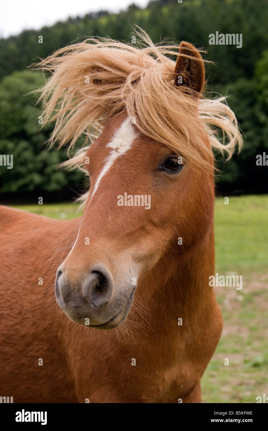 Falabella Pony High Resolution Stock Photography and Images - Alamy