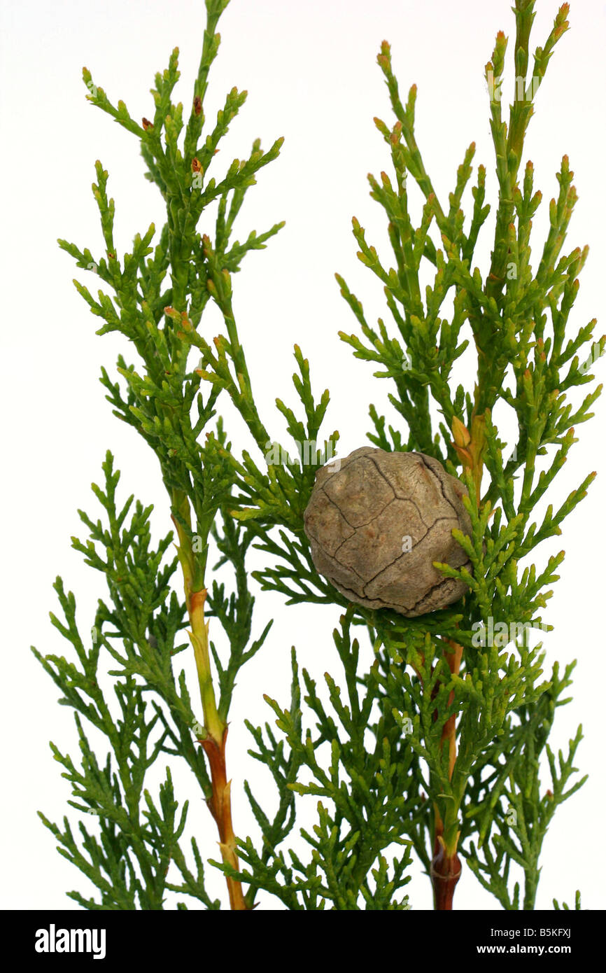 Cypress Cupressus sempervirens Stock Photo - Alamy