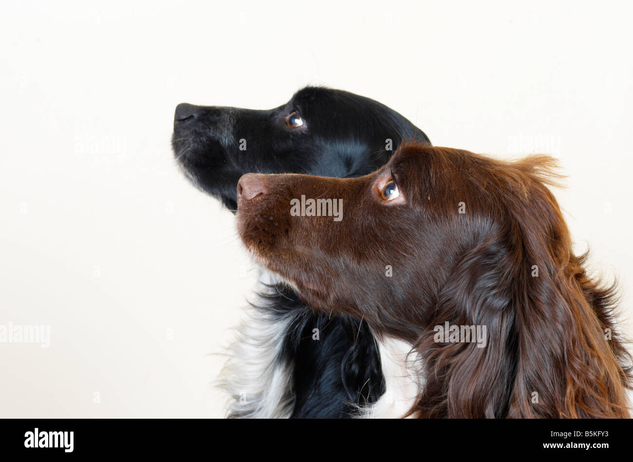 Black tan english spaniel profile hi-res stock photography and images ...