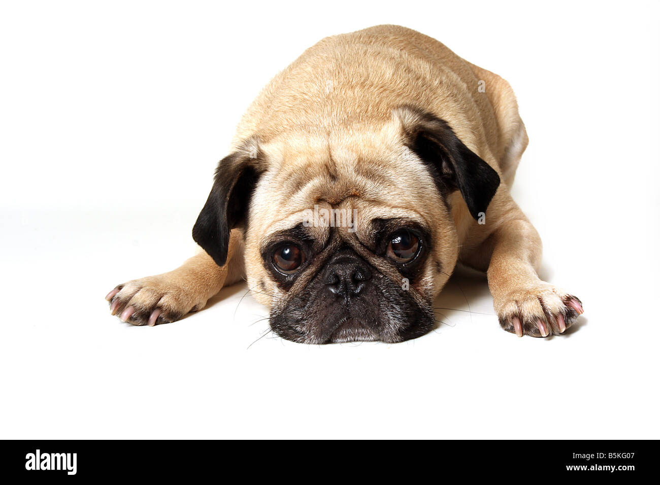 Upset dog hi-res stock photography and images - Alamy