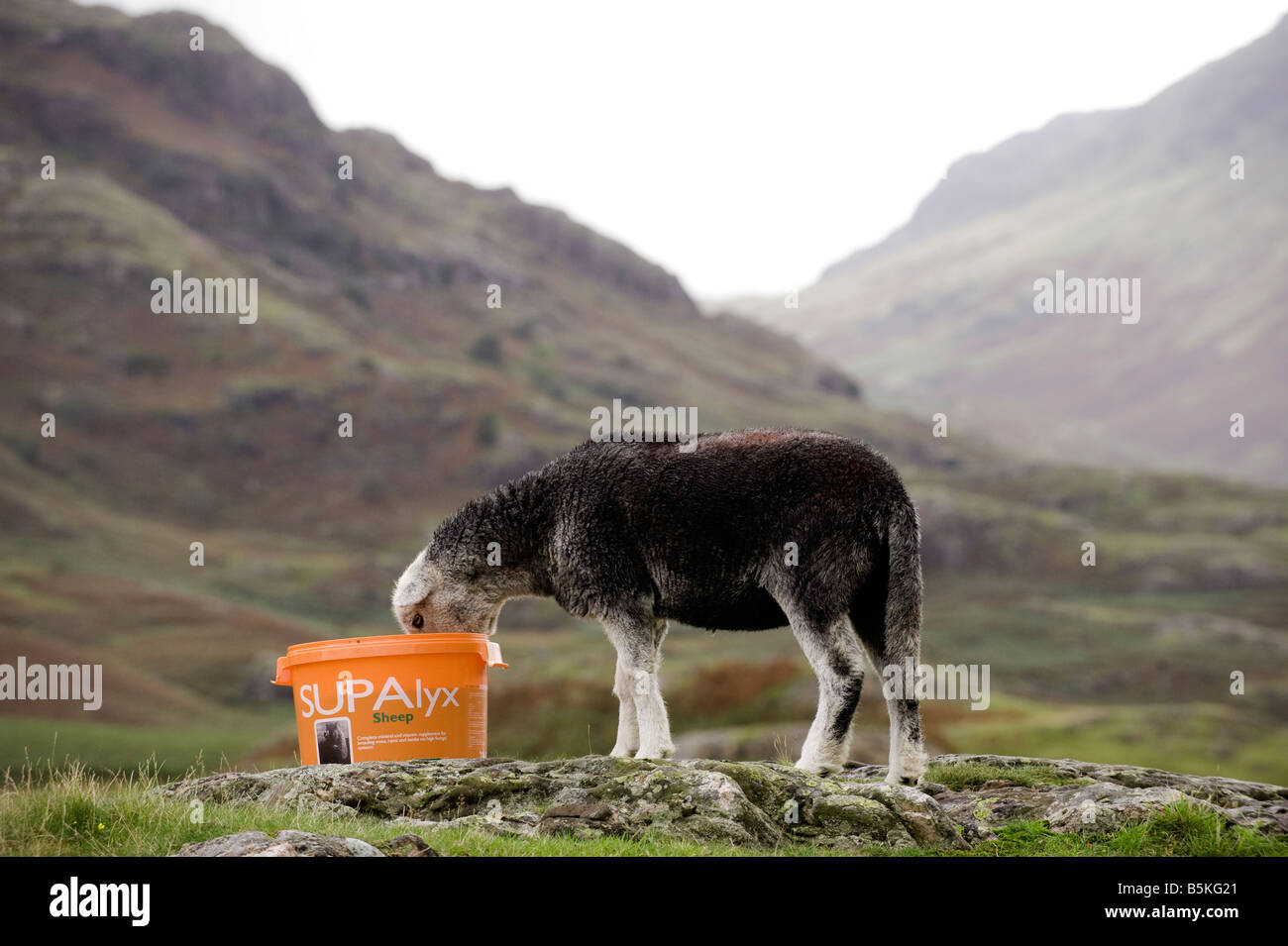 Herdwick sheep in English Lake District eating at a High Energy feed ...