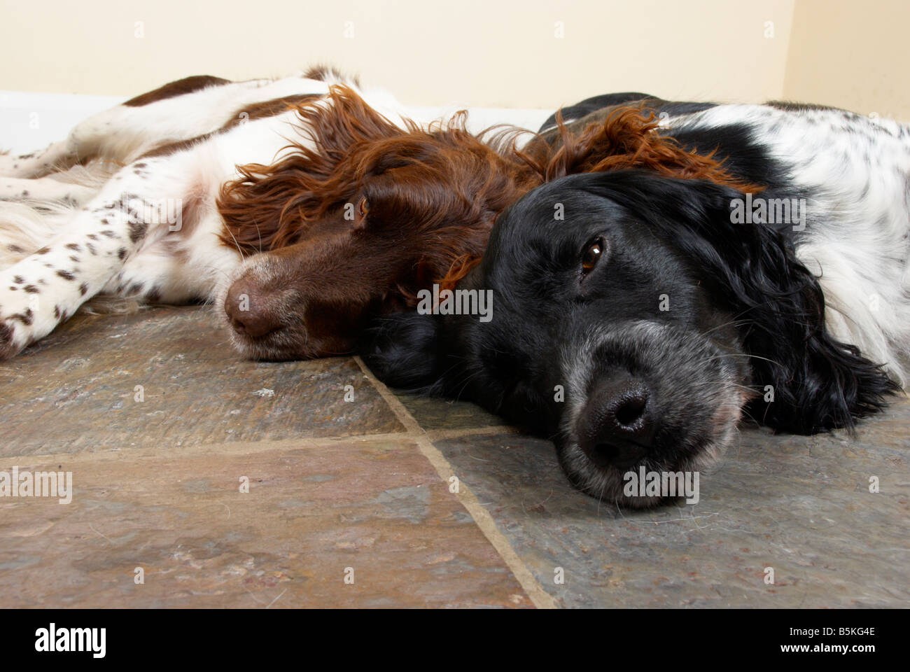 English springer spaniels (working gun dogs Stock Photo - Alamy