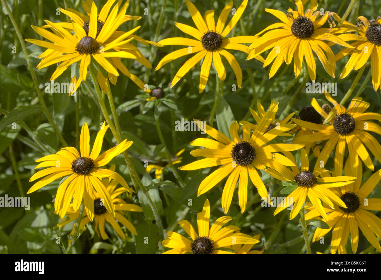 Species fulgida hi-res stock photography and images - Alamy