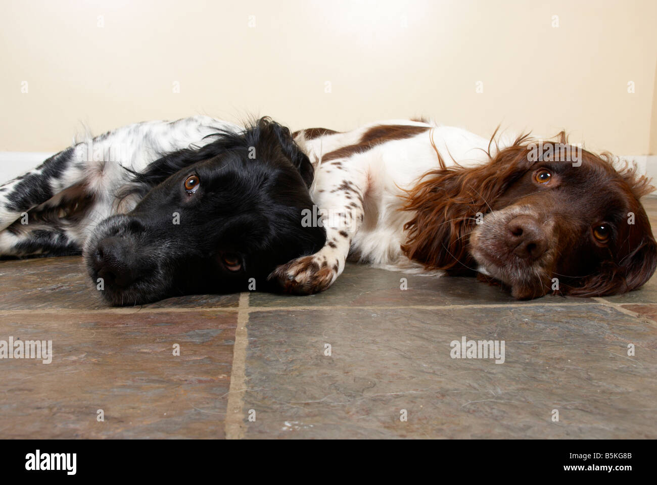 Dog working lines hi-res stock photography and images - Alamy