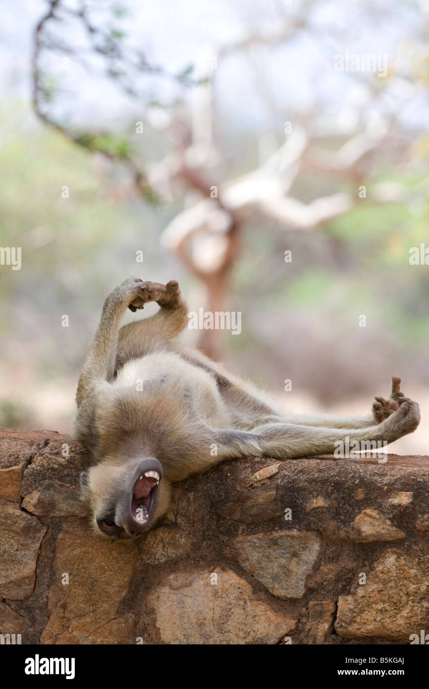 Monkeying around hi-res stock photography and images - Alamy