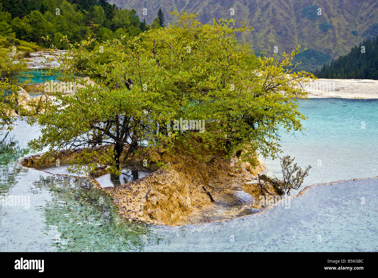 Tree growing in Five Colour Pool travertine calcite terrace in ...