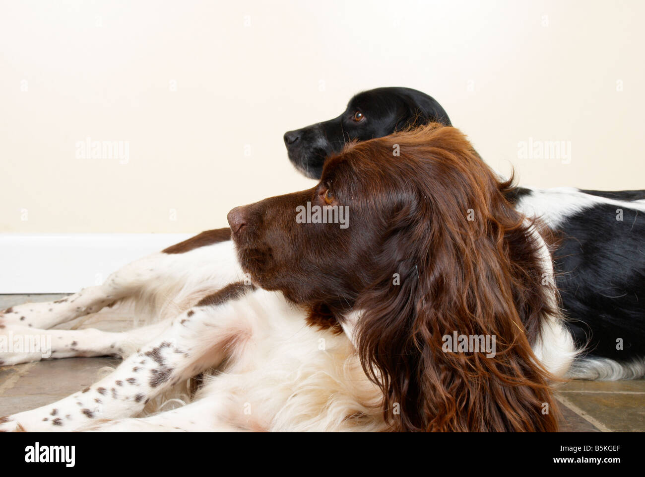 Dog working lines hi-res stock photography and images - Alamy
