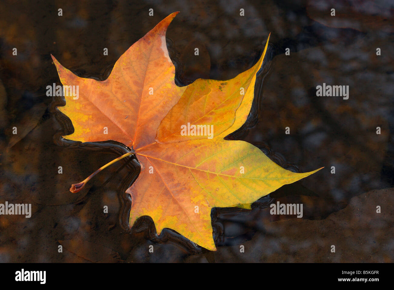 Fallen plane leaf floating on the water.Platanus acerifolia Stock Photo ...