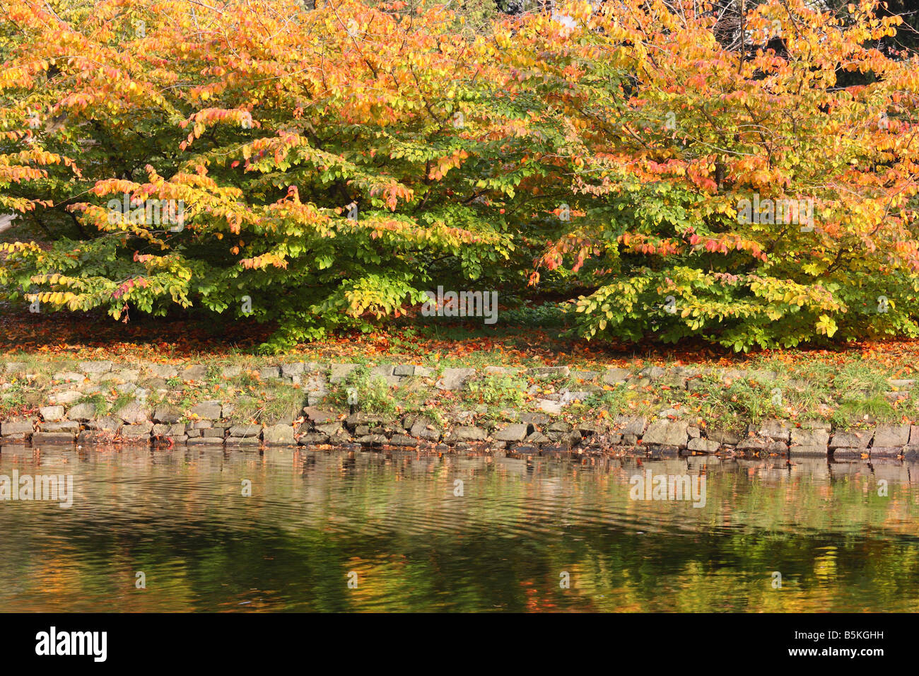 Multicolour multicolor beech tree leaves in autumn.Fagus sylvatica ...