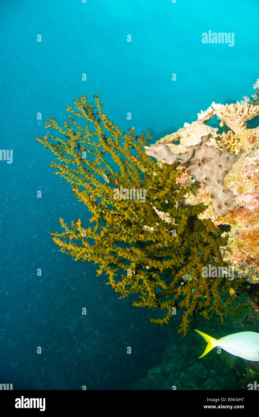 large green gorgonian sea rod on great barrier reef australia Stock ...