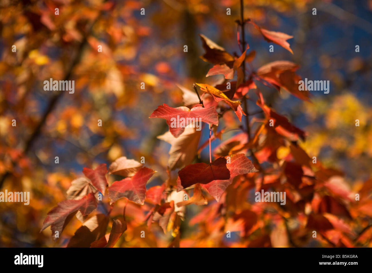The brilliant fall colors, against a blue sky Stock Photo - Alamy