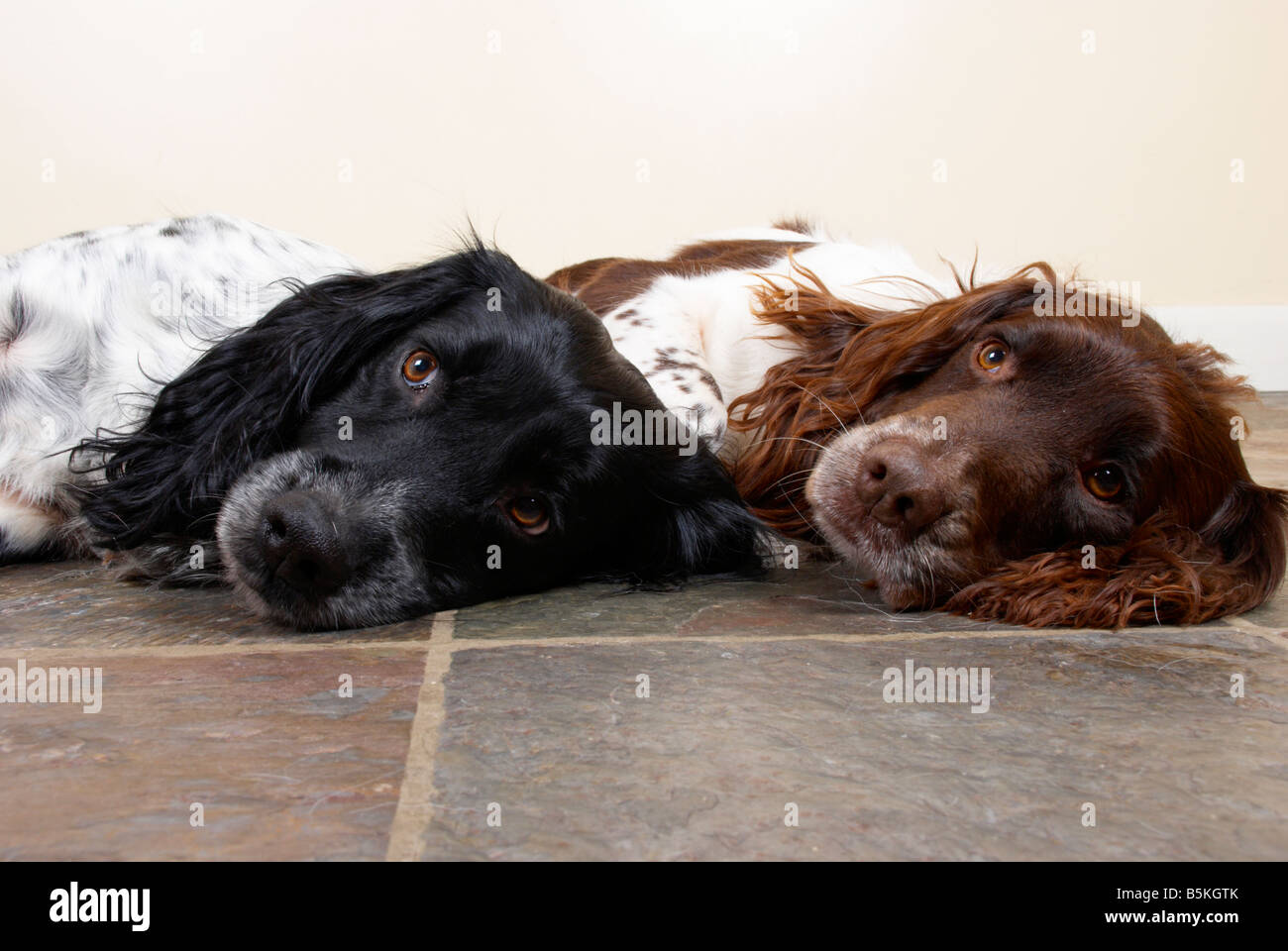 Dog working lines hi-res stock photography and images - Alamy