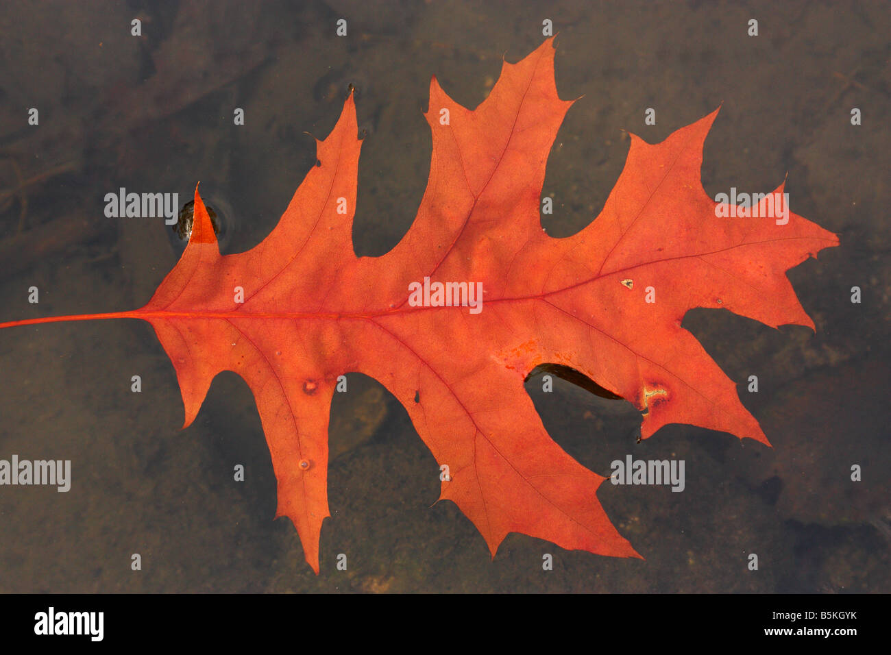 Falling Oak Leaf