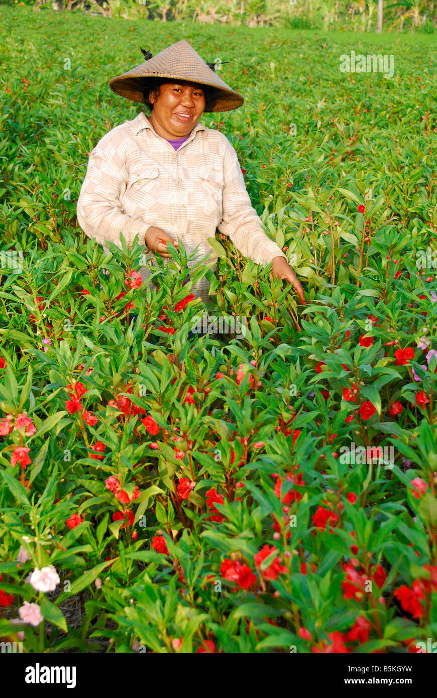 Flower farm, Bali,Indonesia Stock Photo - Alamy