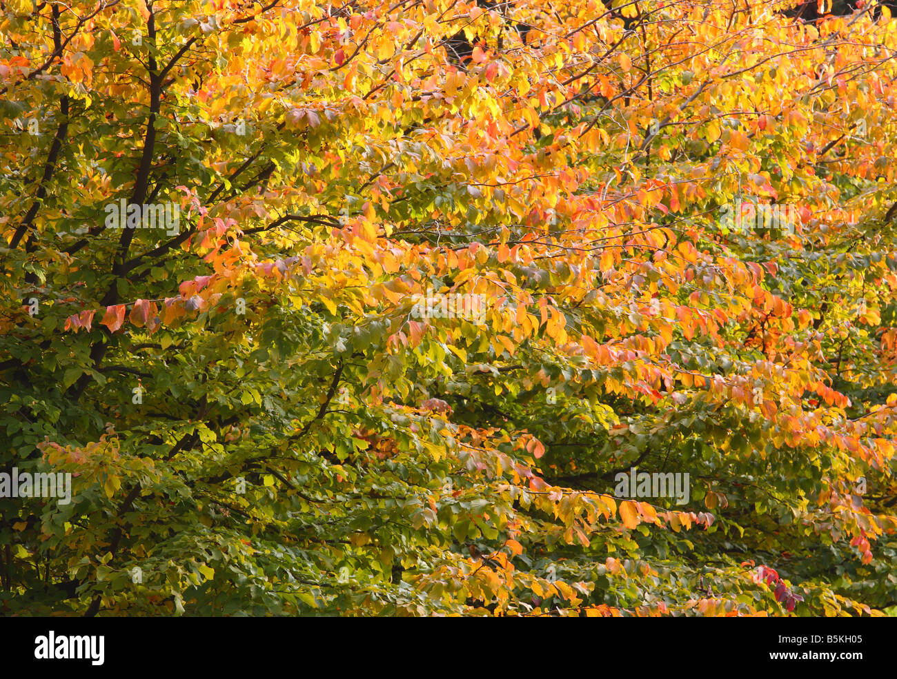 Beech tree leaves hi-res stock photography and images - Alamy