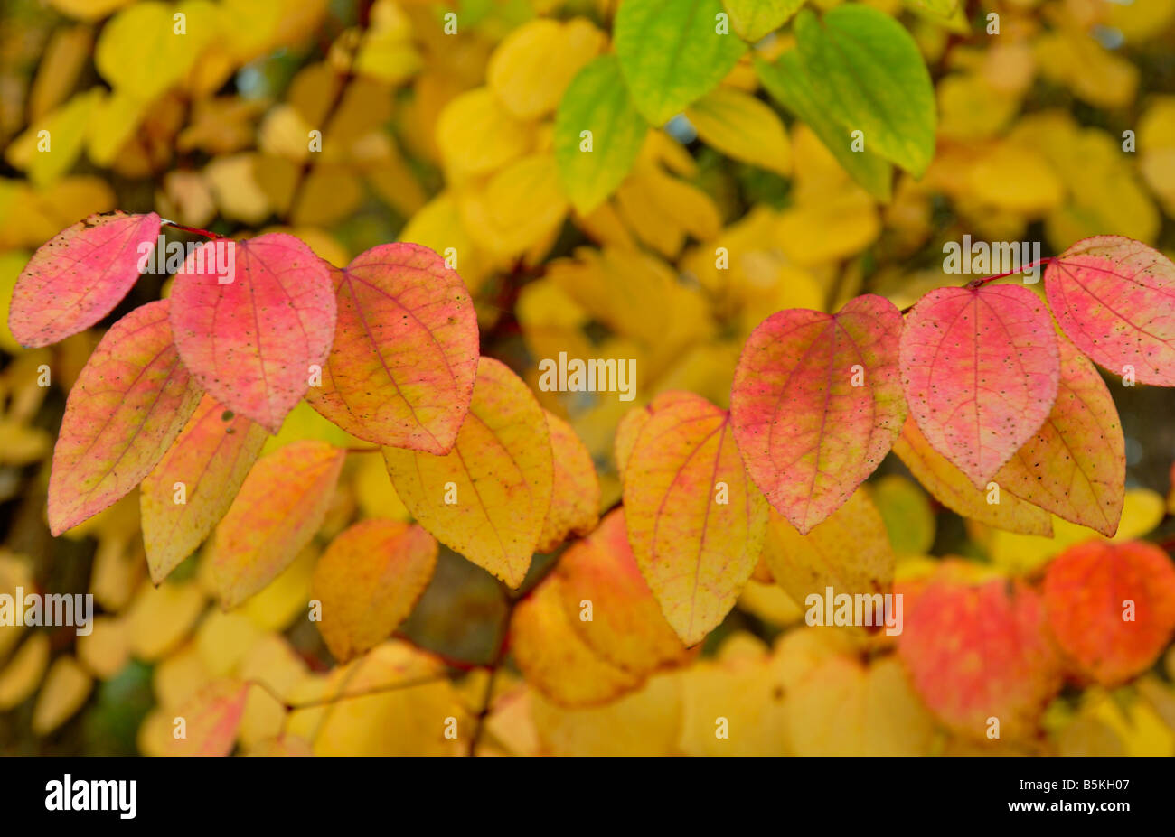 Katsura trees cercidiphyllum japonicum hi-res stock photography and ...