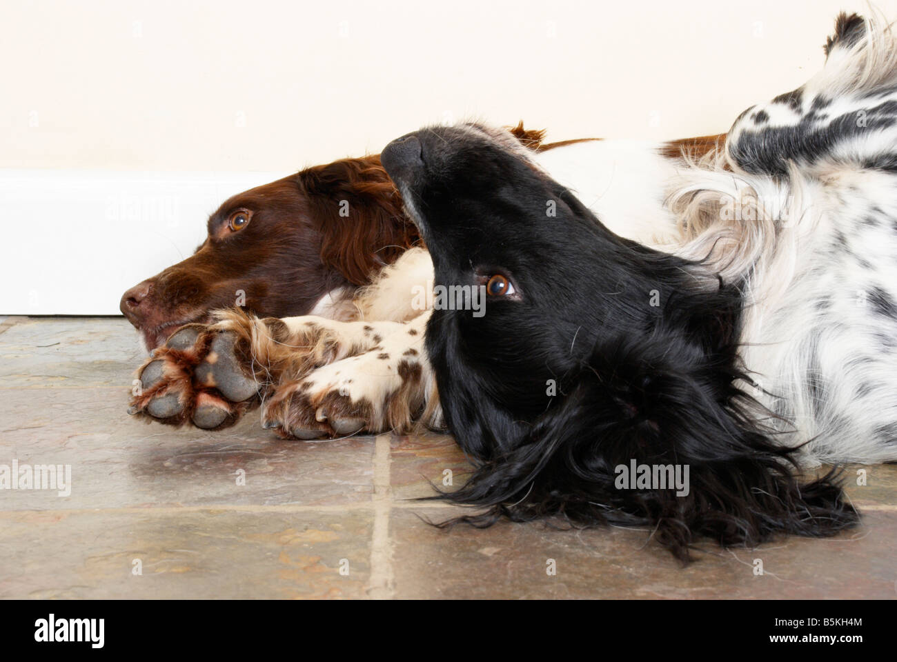 English springer spaniels (working gun dogs Stock Photo - Alamy