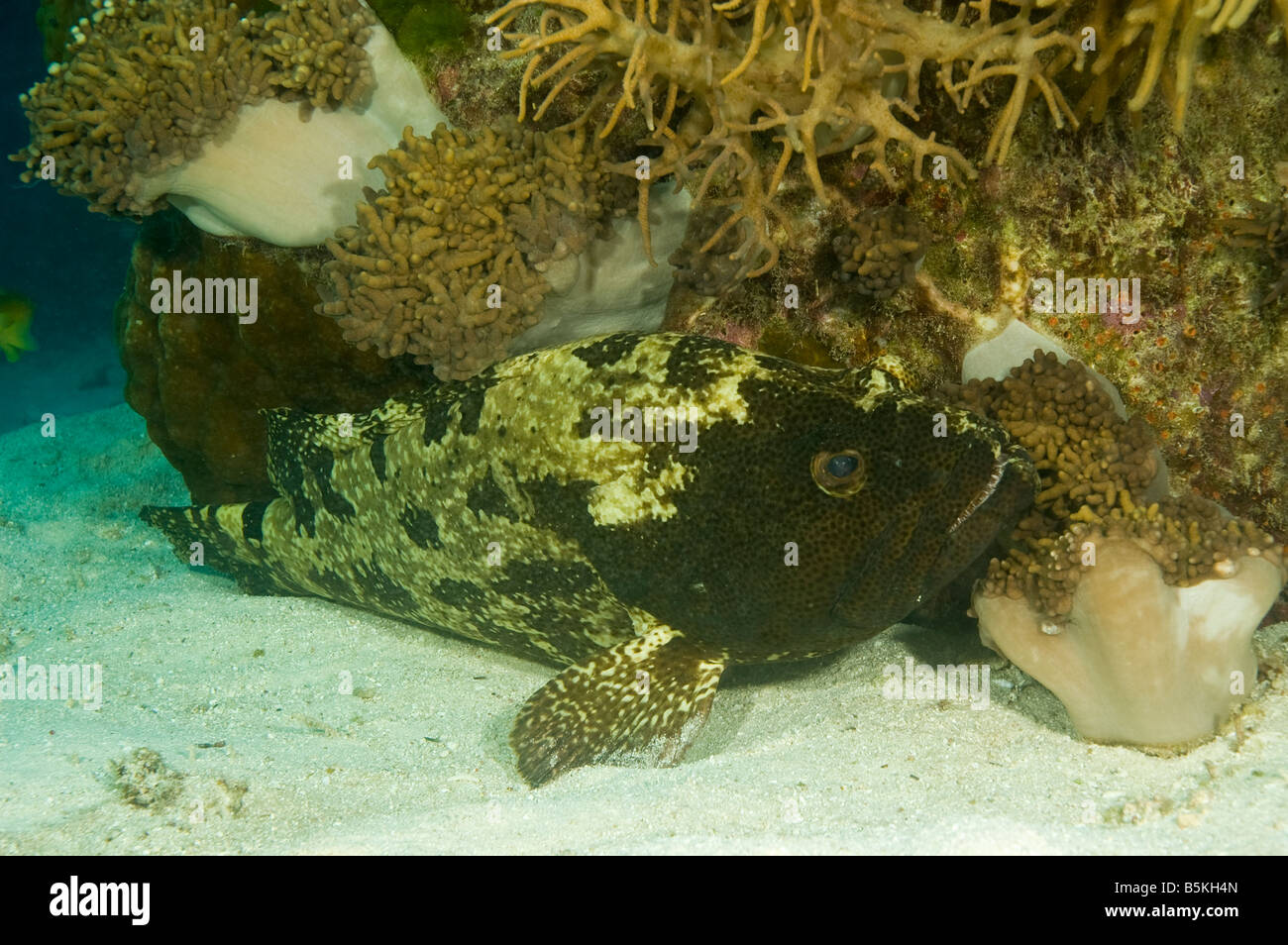 large grouper resting under edge of coral of great barrier reef ...