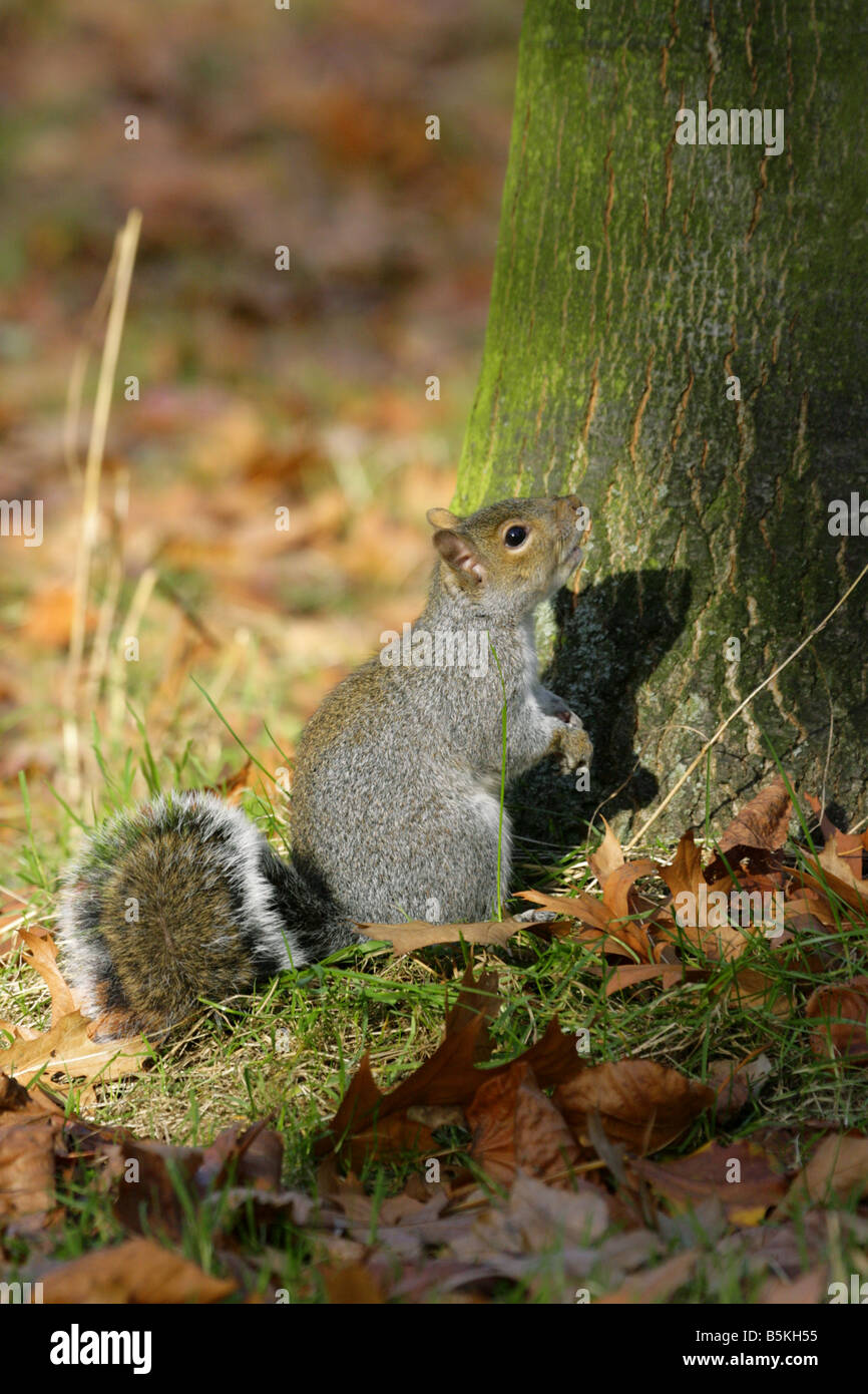 Grey squirrel sciurus carolinensis standing hi-res stock photography ...