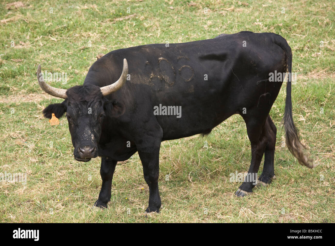 Camargue bull bullock in field Stock Photo - Alamy