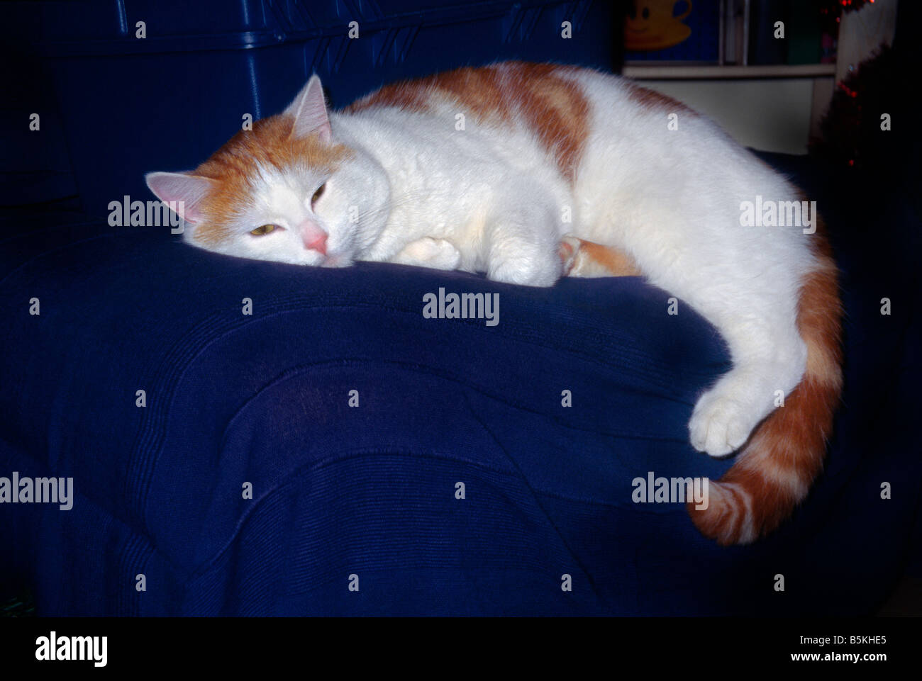 White tom hi-res stock photography and images - Alamy