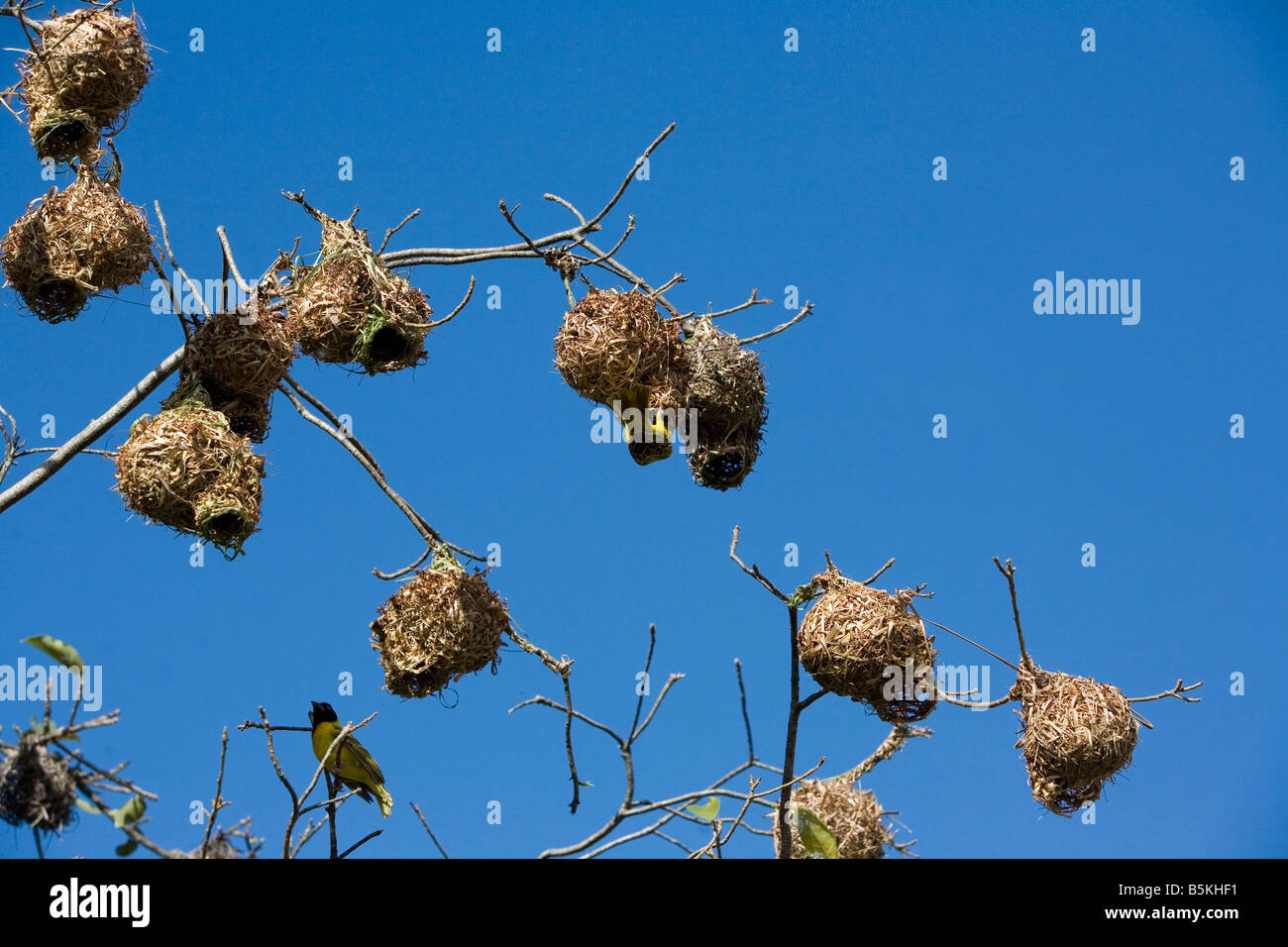 Golden Parrot Weaver Bird nests Stock Photo - Alamy