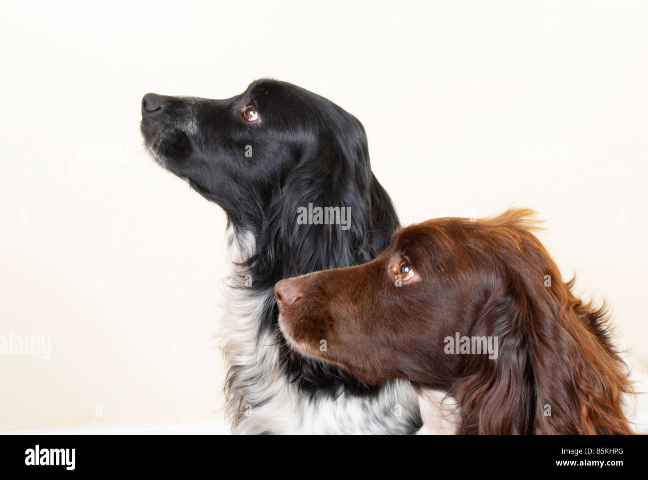 English springer spaniels (working gun dogs Stock Photo - Alamy