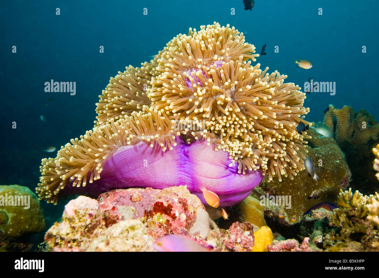 large anemone and anemonefish of great barrier reef, australia Stock ...