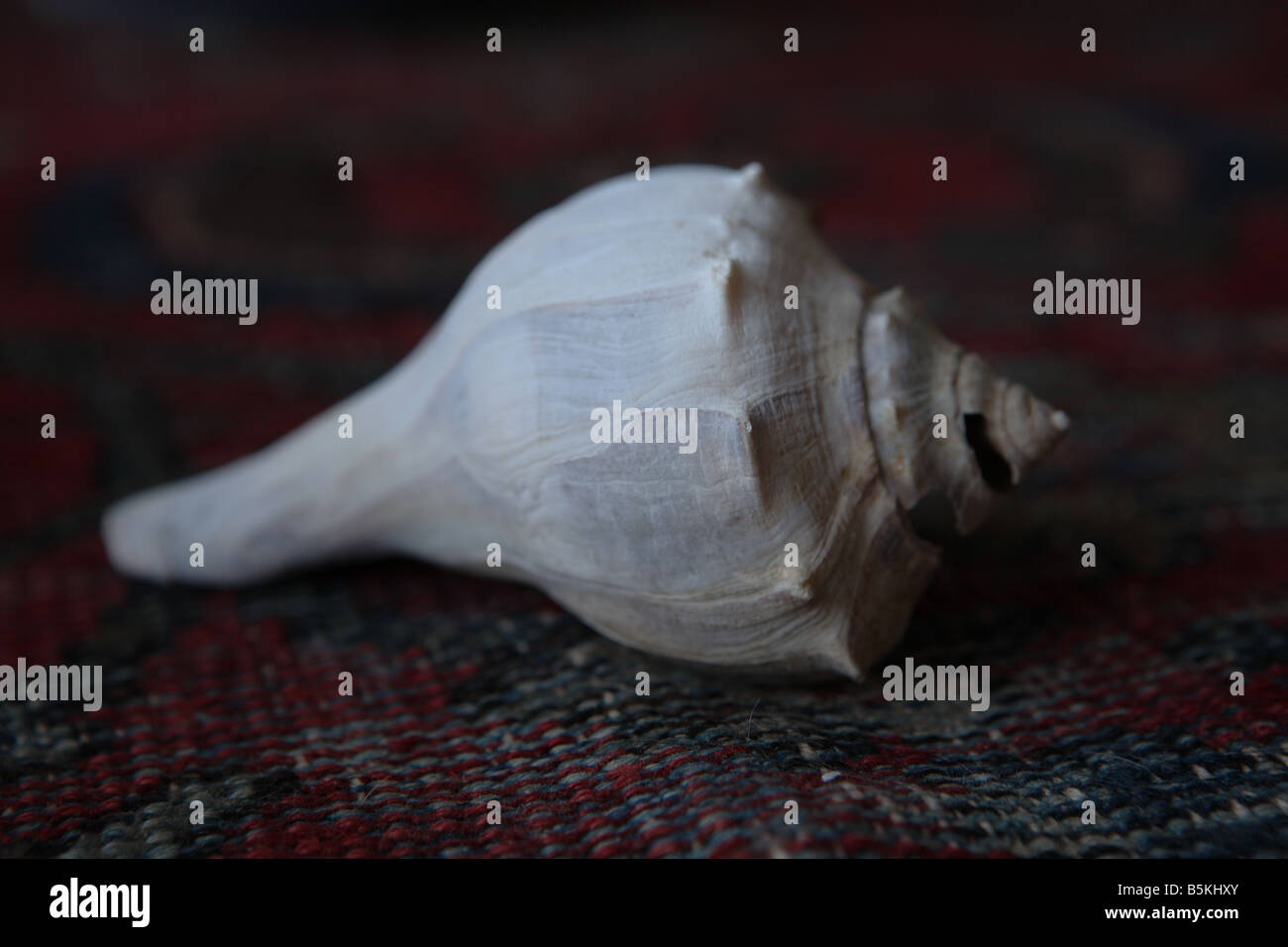 Univalve hi-res stock photography and images - Alamy