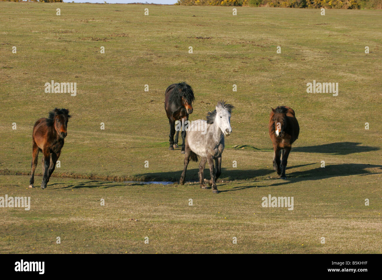 New Forest Ponies group of adults running on grassland Taken April The ...