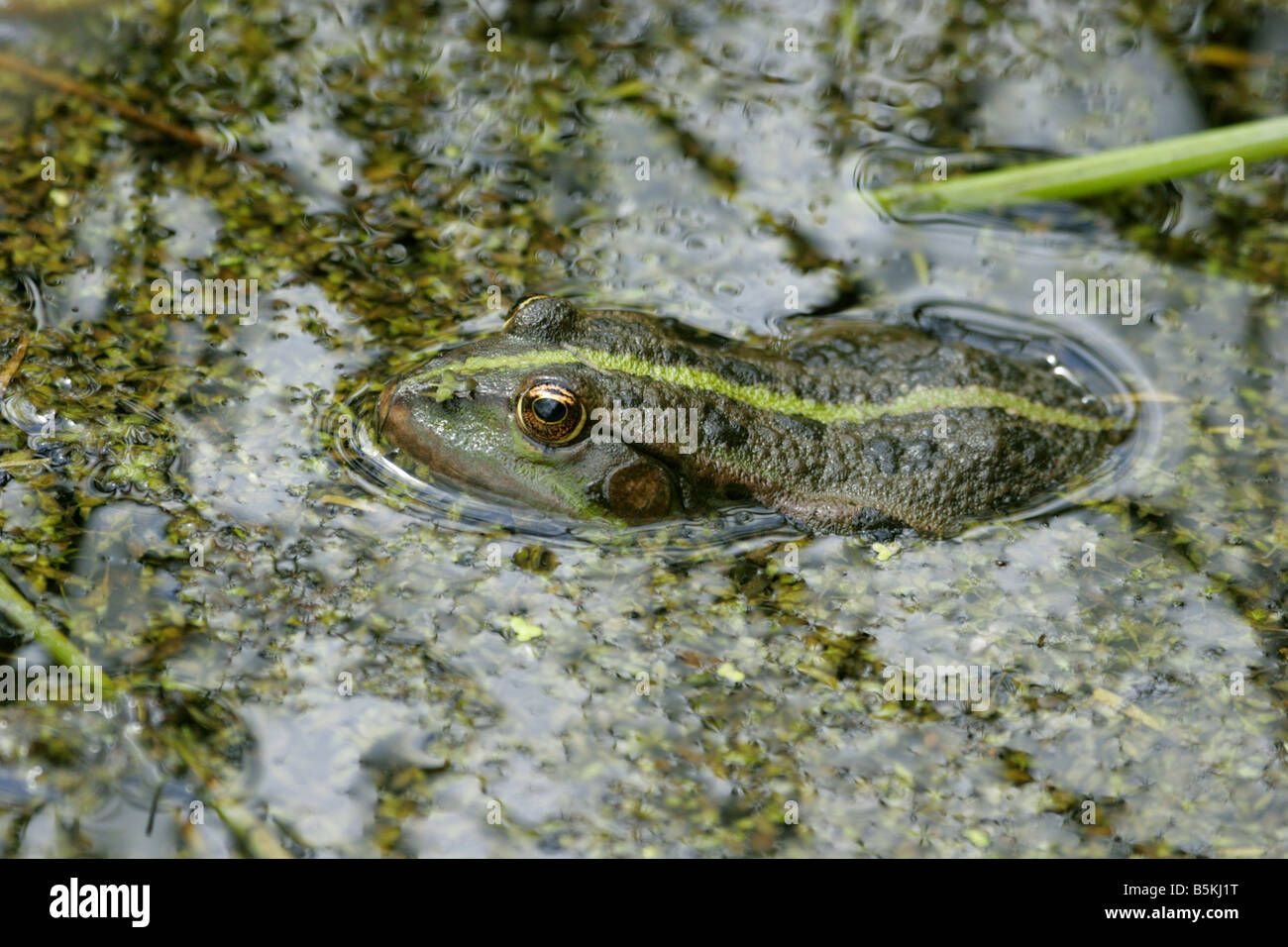 Ditch Frogs High Resolution Stock Photography and Images - Alamy
