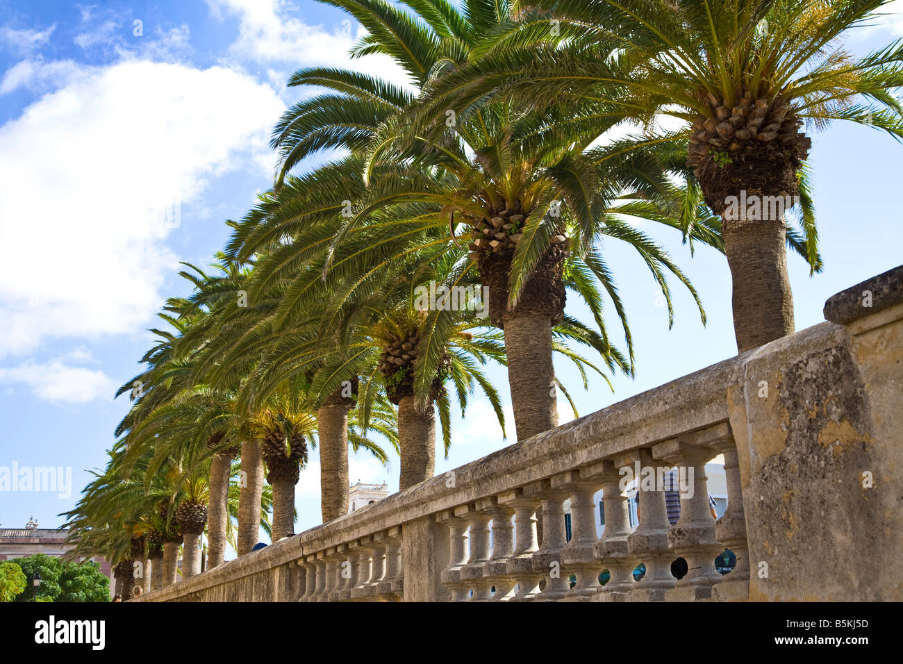 Palm trees palm trees hi-res stock photography and images - Alamy