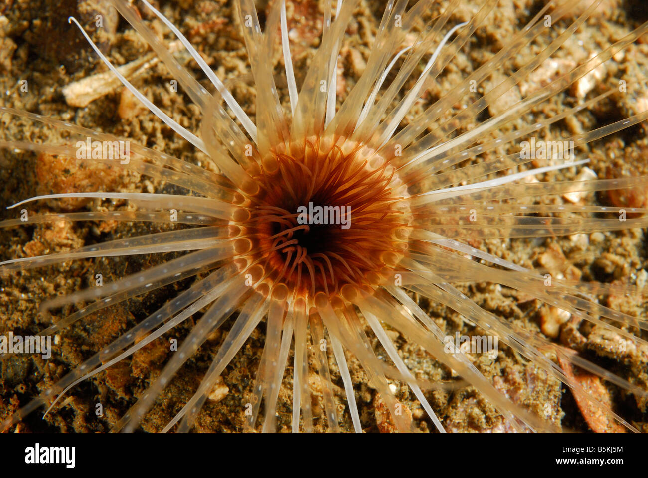 Tube anenome (Cerianthus Lloydii Stock Photo - Alamy