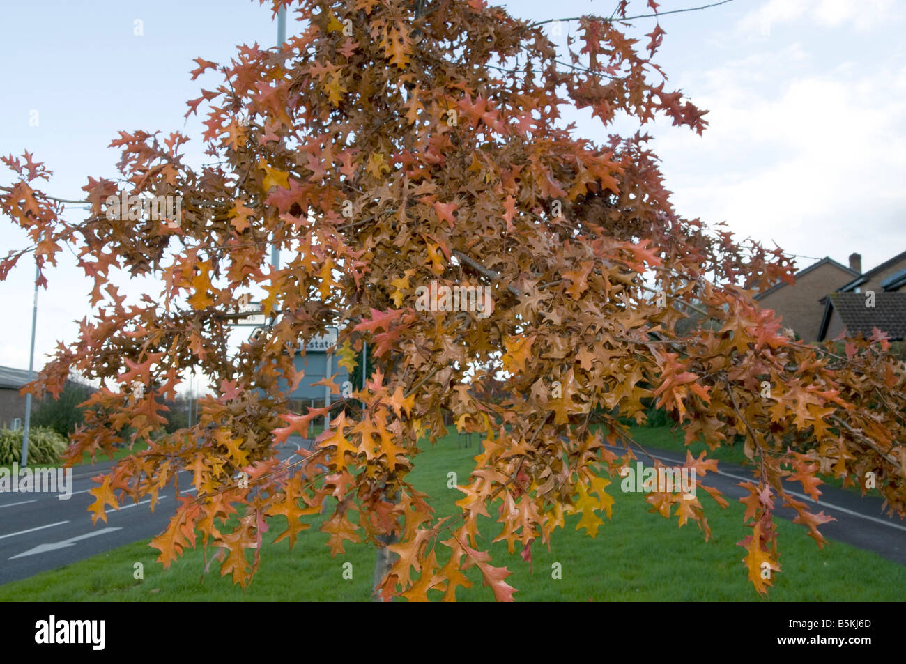 Red oak tree hi-res stock photography and images - Alamy