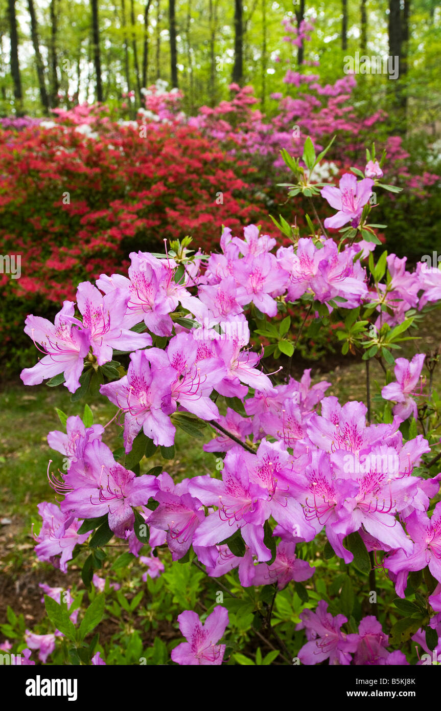Azaleas High Resolution Stock Photography and Images - Alamy