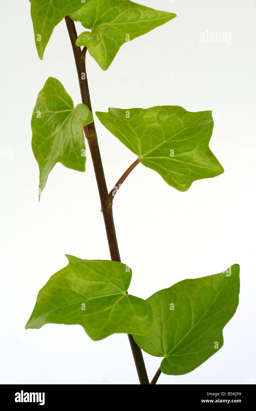 Up close shot hedera helix hi-res stock photography and images - Alamy