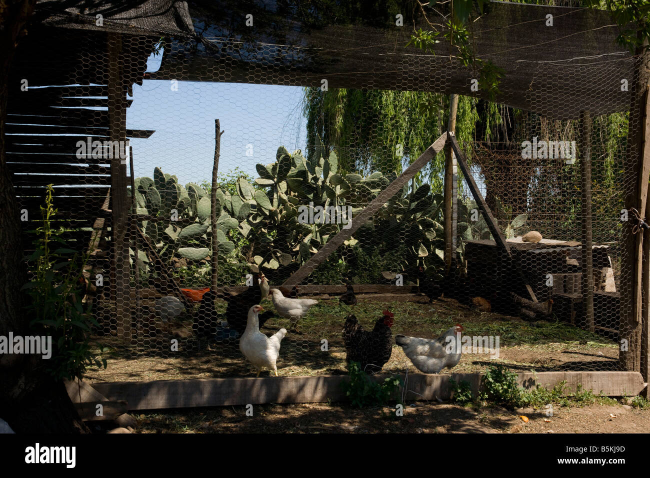 Bird coup hi-res stock photography and images - Alamy