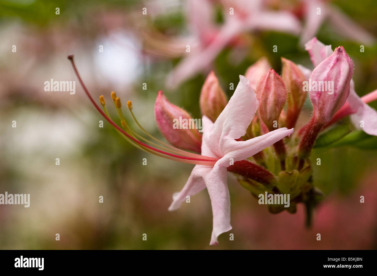 Blooming bushes of azaleas and rhododendrons hi-res stock photography ...