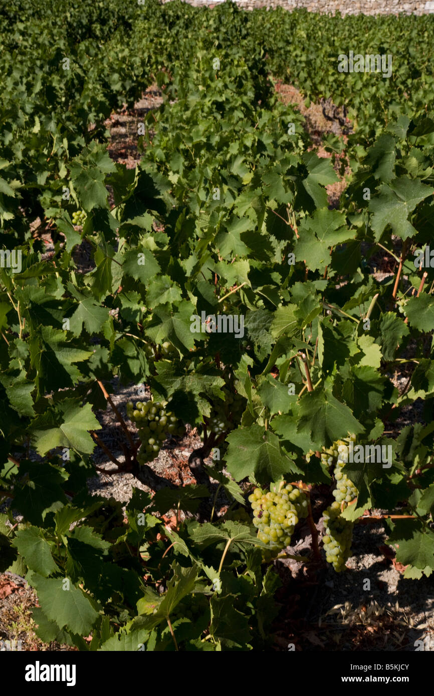 Grape Vines in Vineyard Northern Samos Greece Stock Photo - Alamy